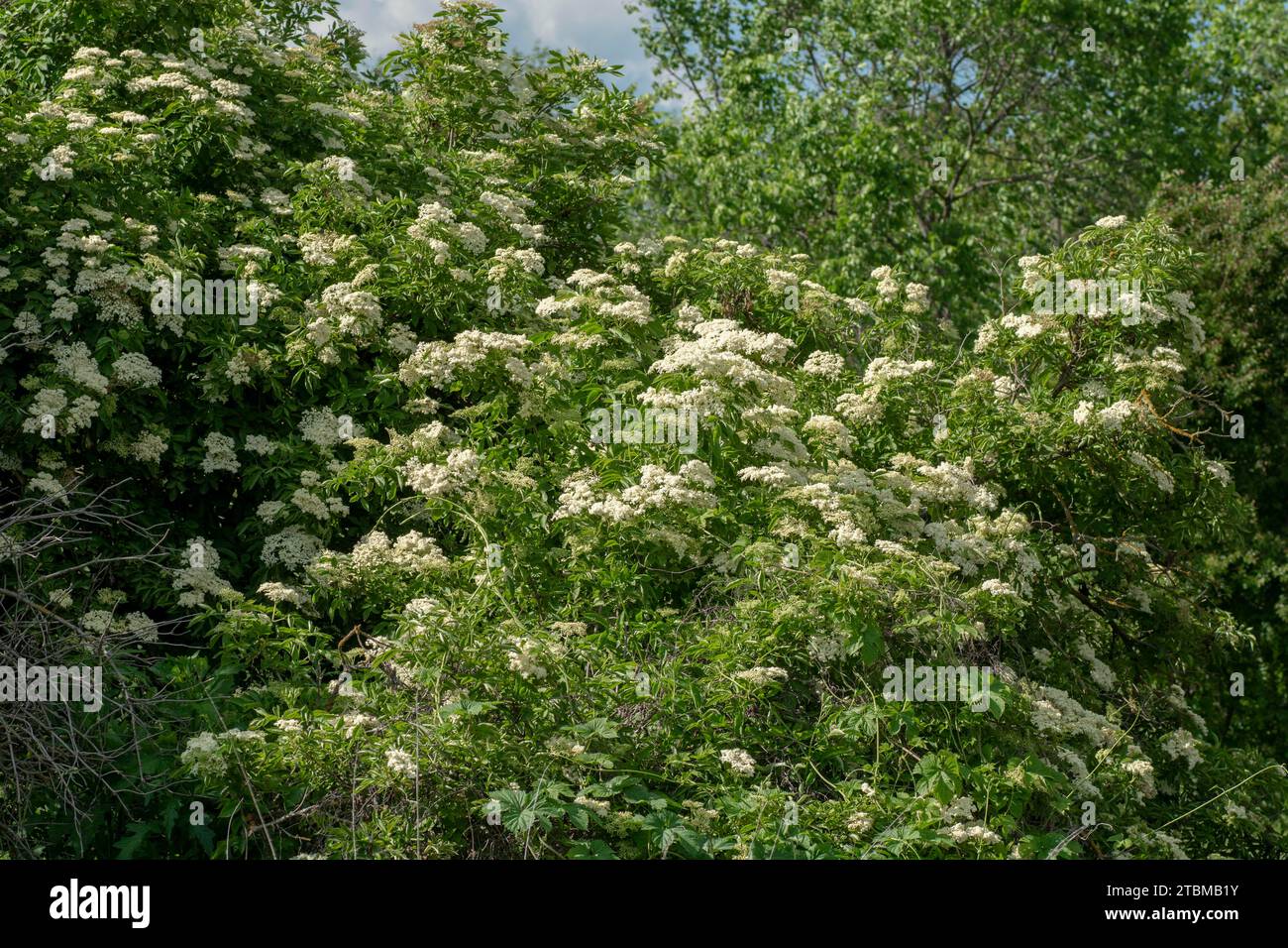 Elderberry (Sambucus nigra) flower and foliage. Plant is also known as ...