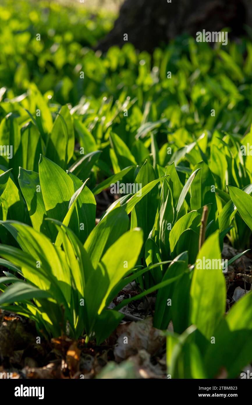 Wild garlic green leaves in the forest. The plant is also known as ...