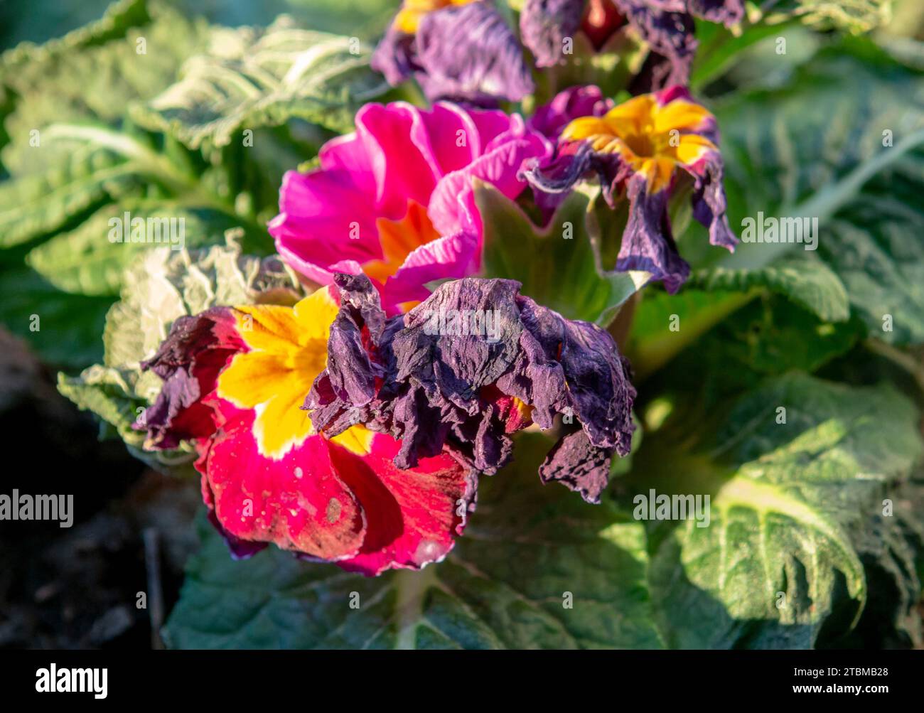 The common primrose (Primula) frost bitten in the early spring. damaged ...
