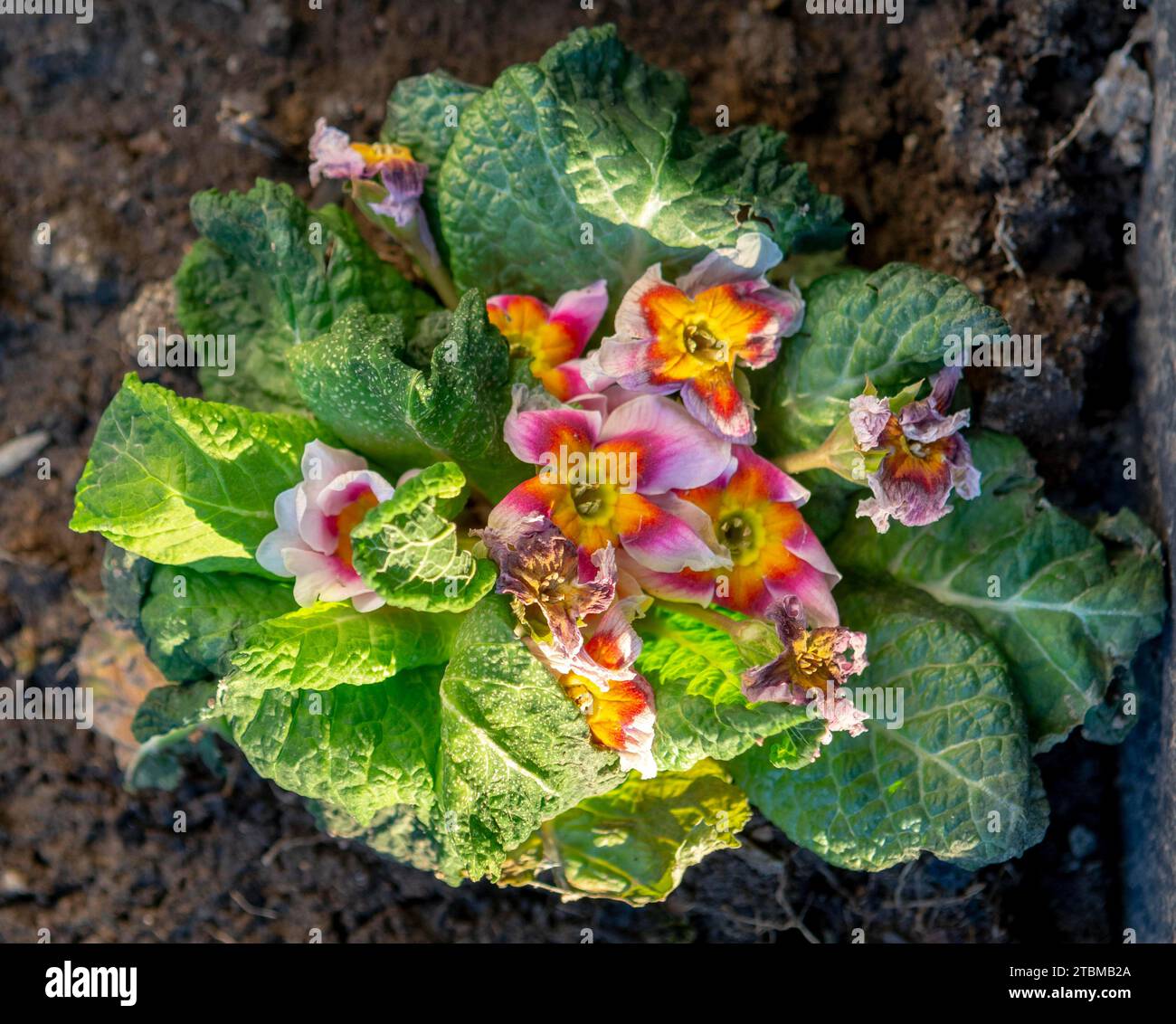 The common primrose (Primula) frost bitten in the early spring. damaged ...