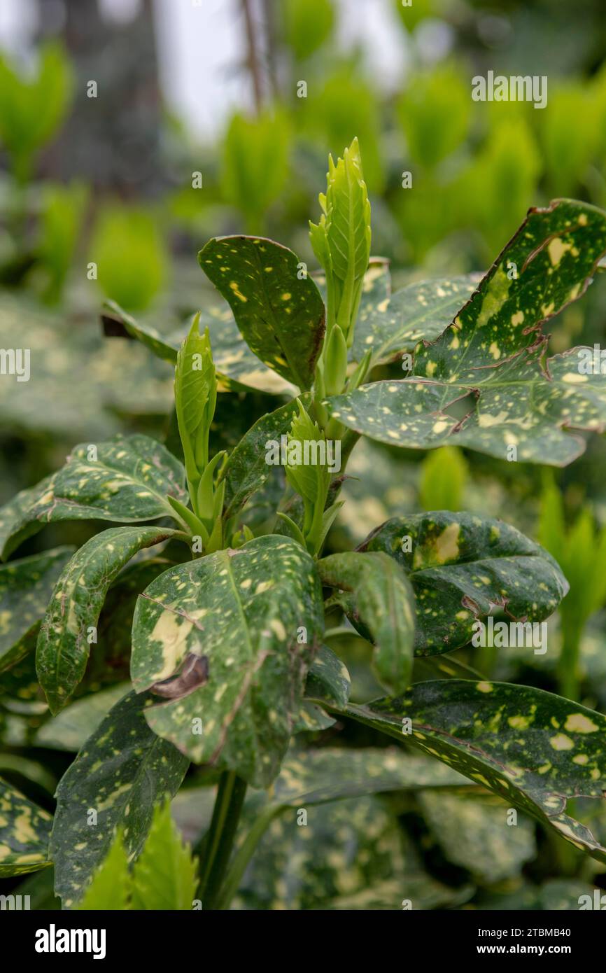 Green leaves of Aucuba japonica in the early spring. Young sprouts of ...