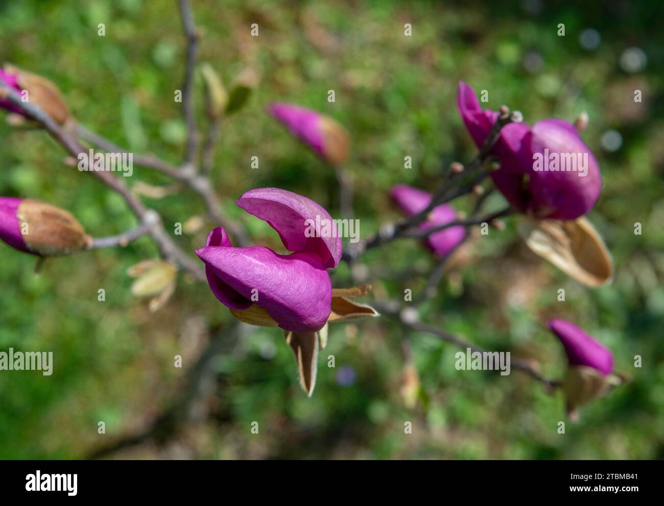 Young magnolia tree with purple flowers in the early spring. Selective ...
