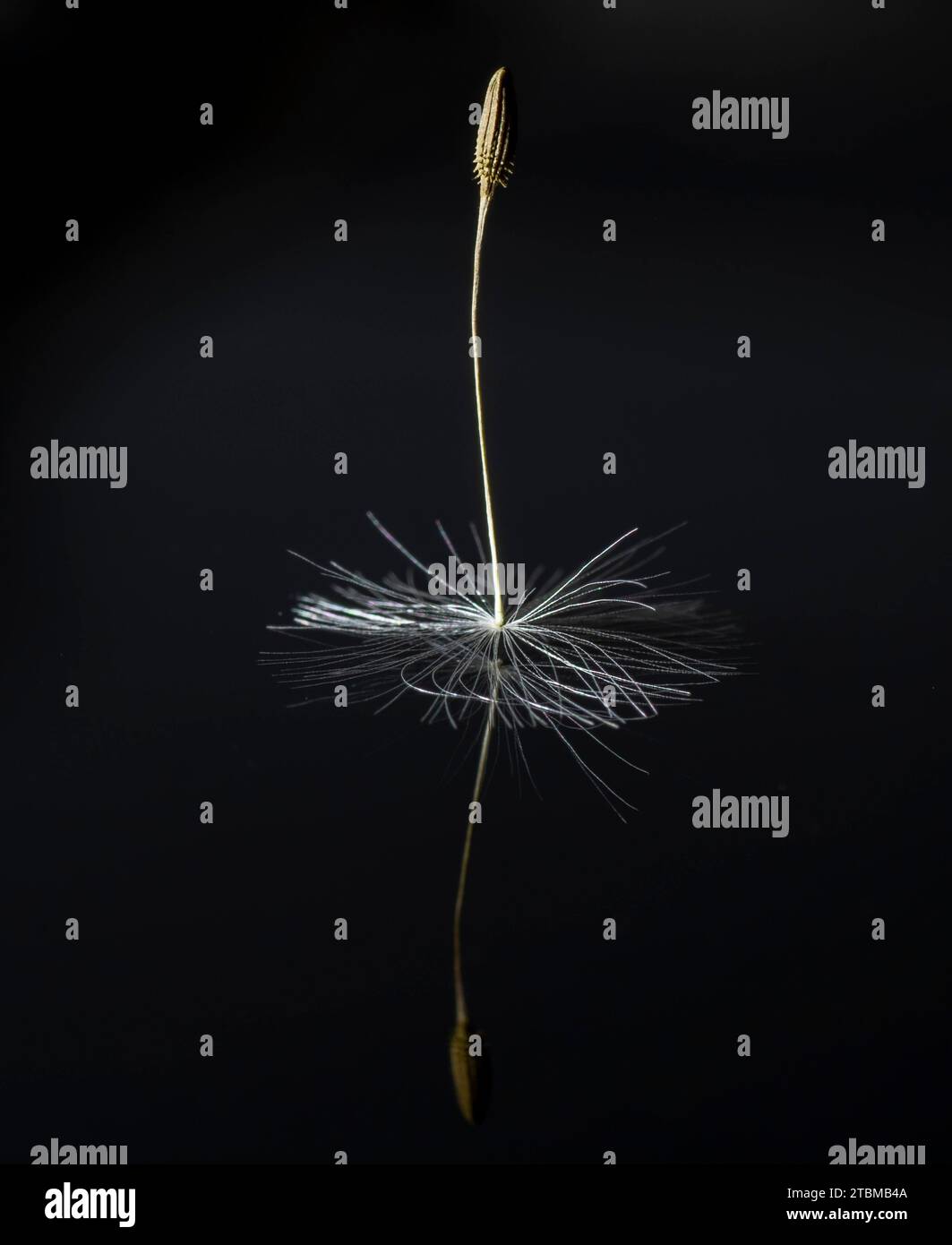 Single Dandelion (Taraxacum) seed isolated on black background with ...