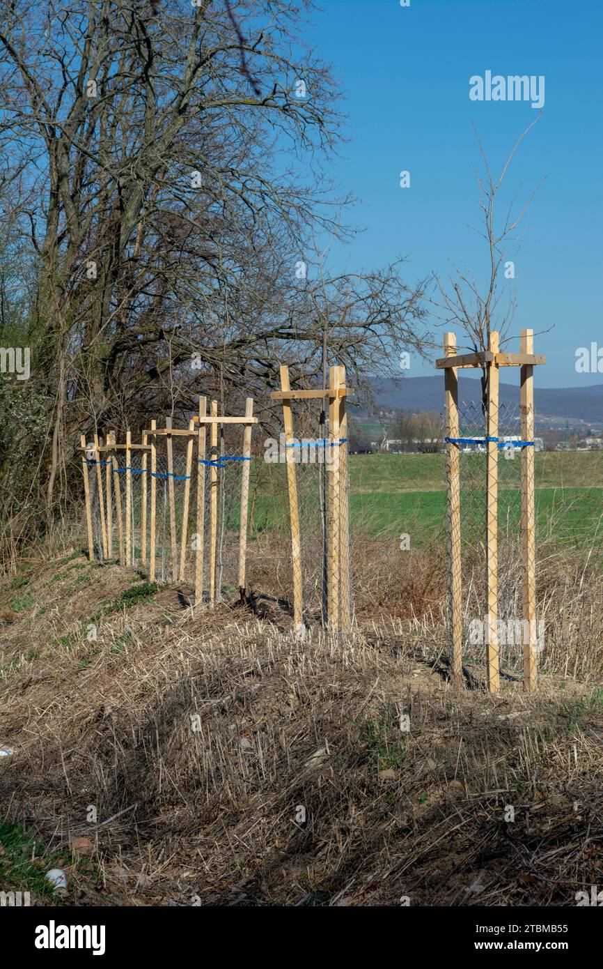 Mesh tree guard protecting young tree from wildlife damage. Seedling or ...