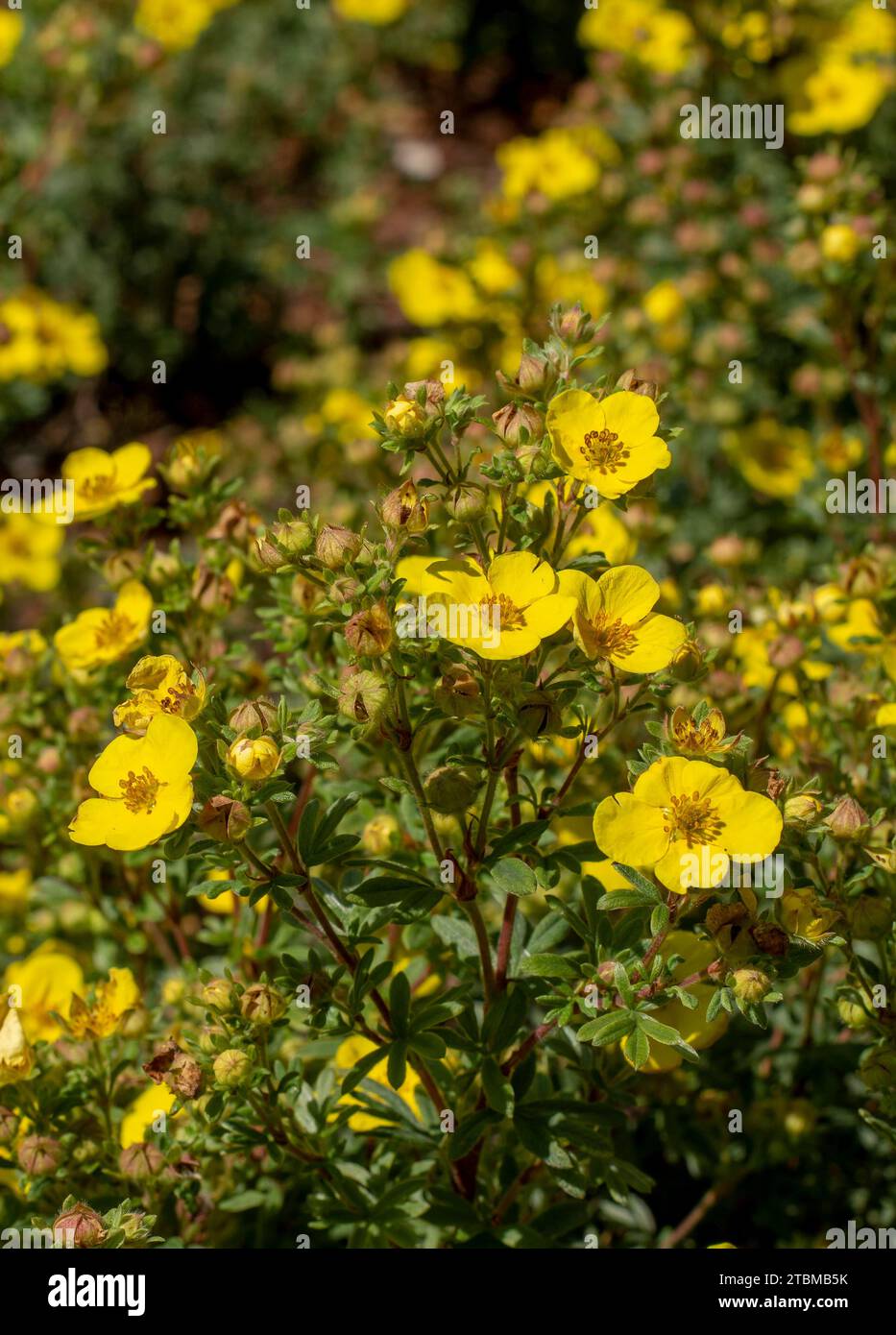 Shrubby cinquefoil (Potentilla fruticosa) yellow flowers in the summer ...