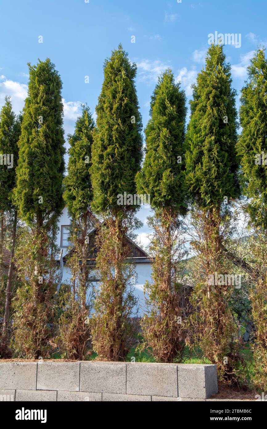 Pointy deer hi-res stock photography and images - Alamy