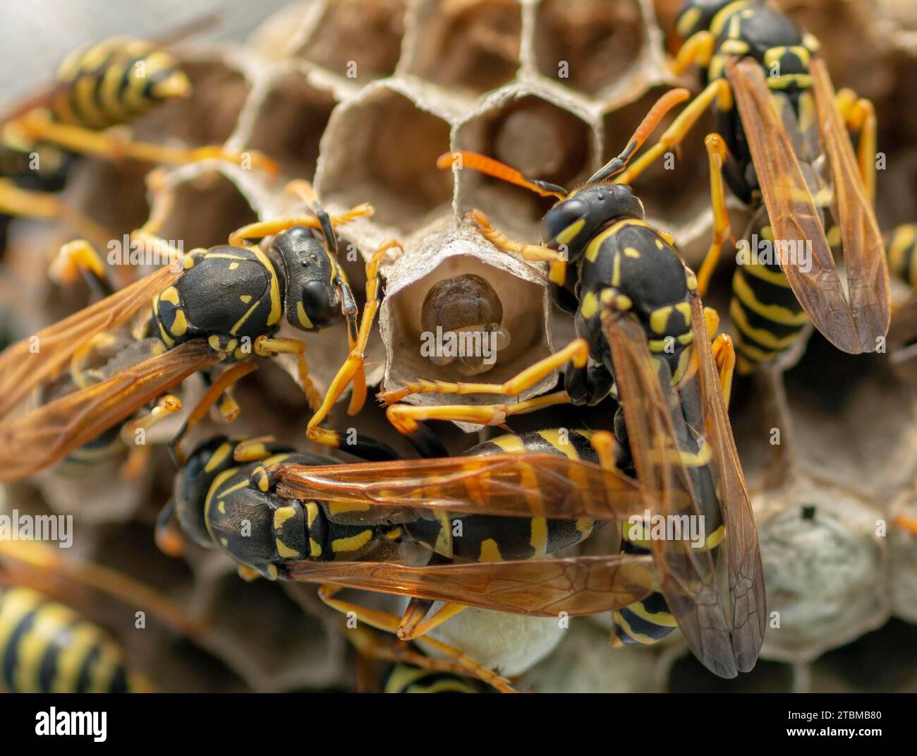 European wasp (Vespula germanica) building a nest to start a new colony ...