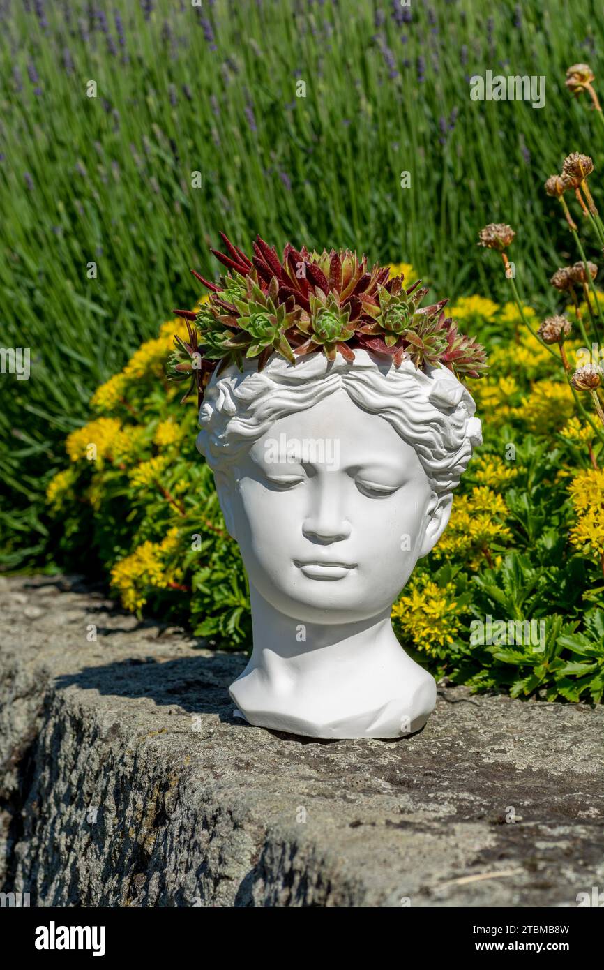 Venus goddess bust planter made of plaster with growing Houseleek or ...