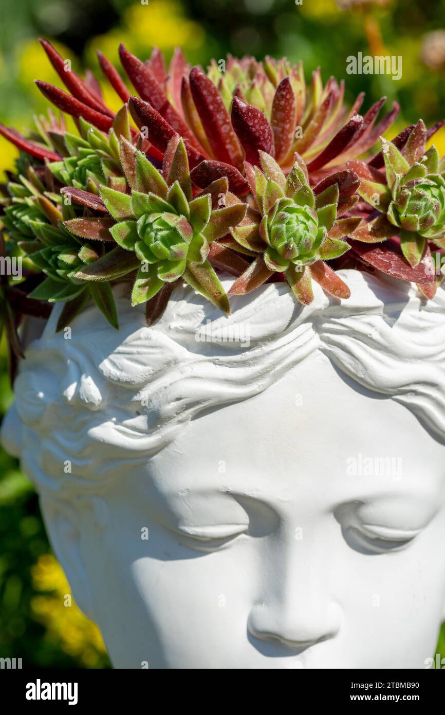Venus goddess bust planter made of plaster with growing Houseleek or ...