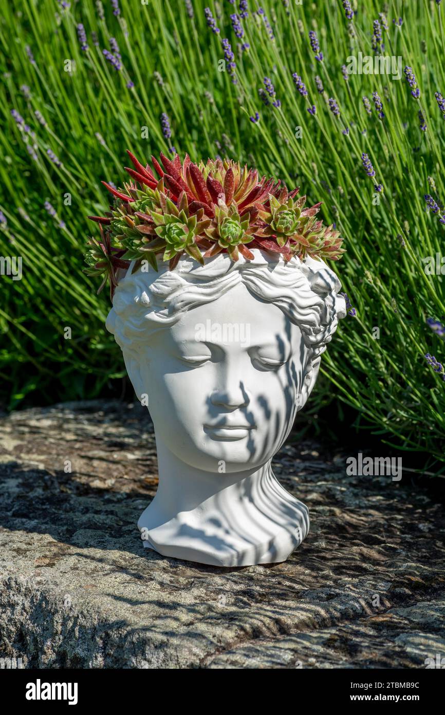 Venus goddess bust planter made of plaster with growing Houseleek or ...