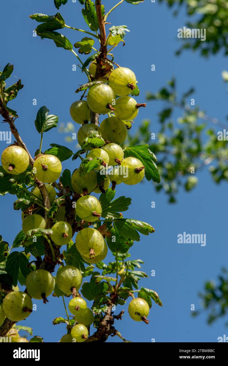 Gooseberry or European gooseberry . Unripe green organic gooseberries ...