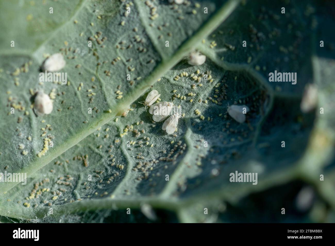 Whitefly parasite hi-res stock photography and images - Alamy