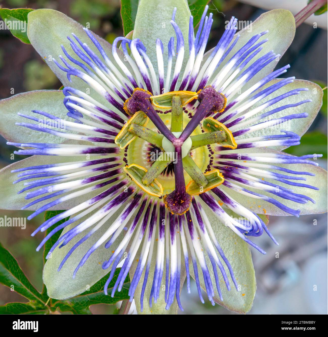 Passiflora. The Blue or Blue crown passionflower. Selective focus on ...