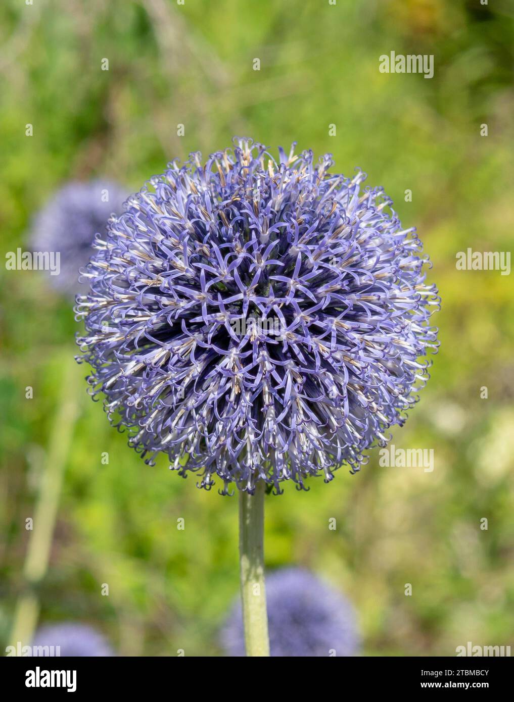 flowering in the garden in the summer. Blue spherical flower heads of ...