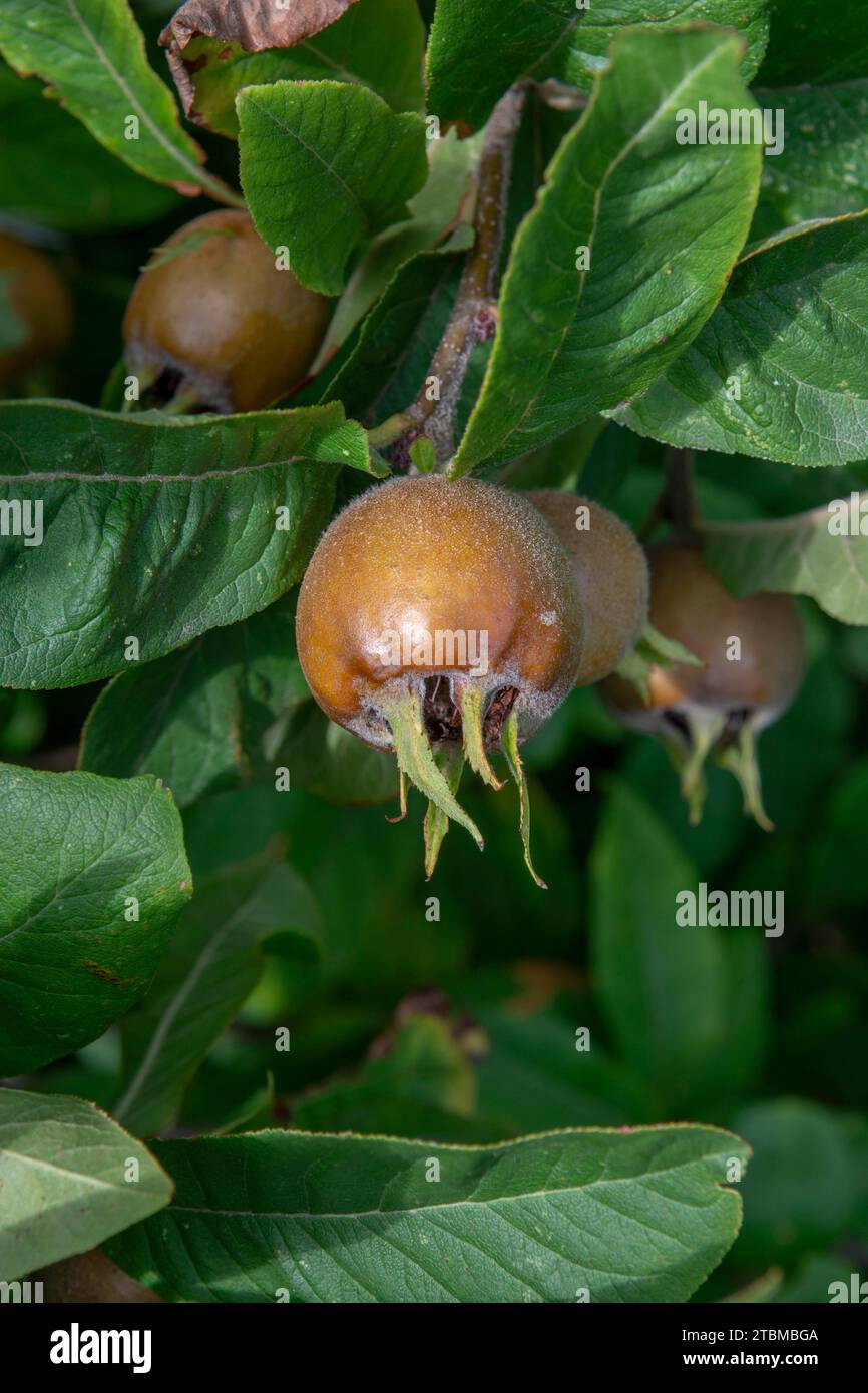 The medlar or common medlar (Mespilus or Crataegus Germanica) fruits ...