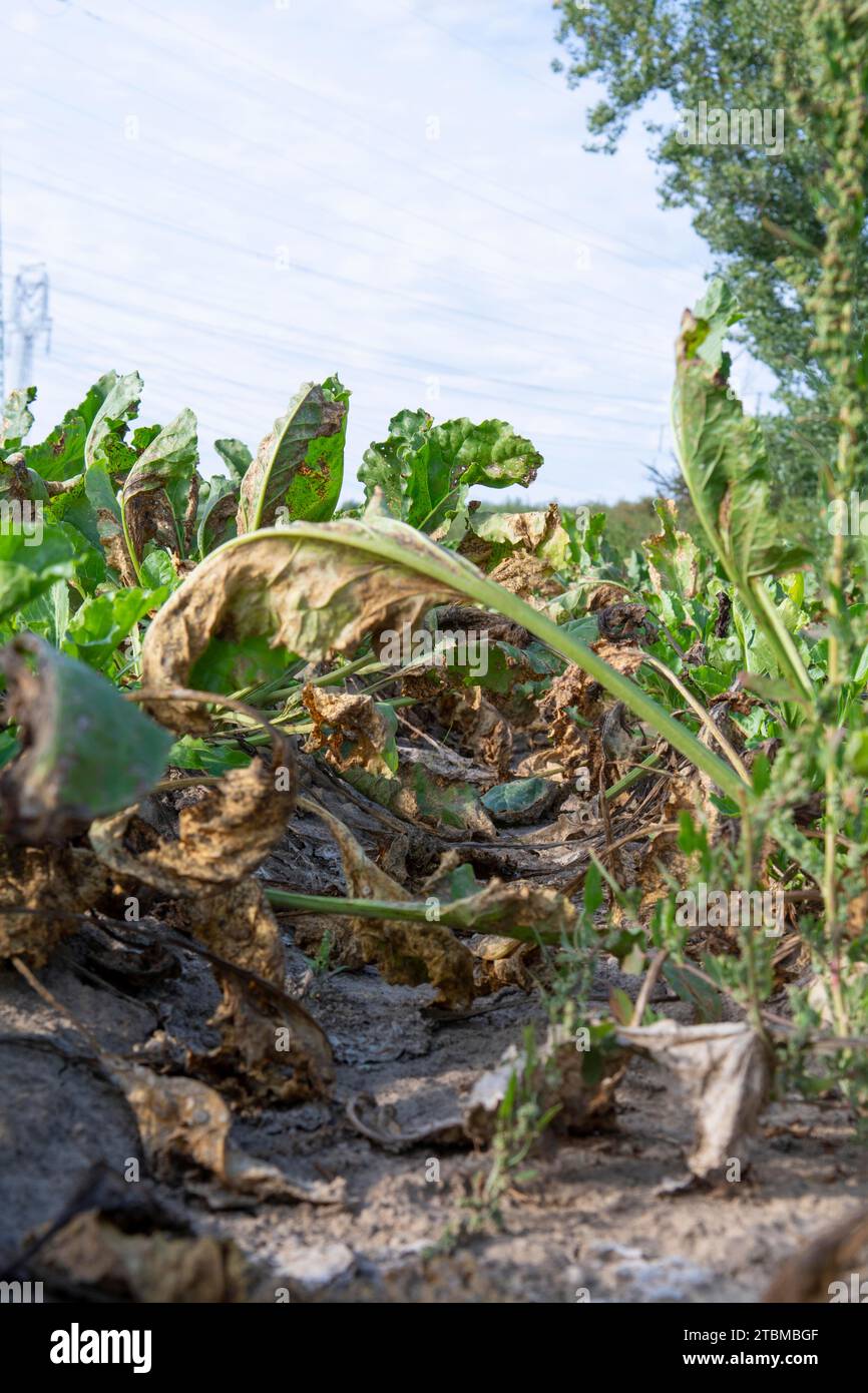 Mangelwurzel or mangold wurzel growing in agricultural field. Mangold ...