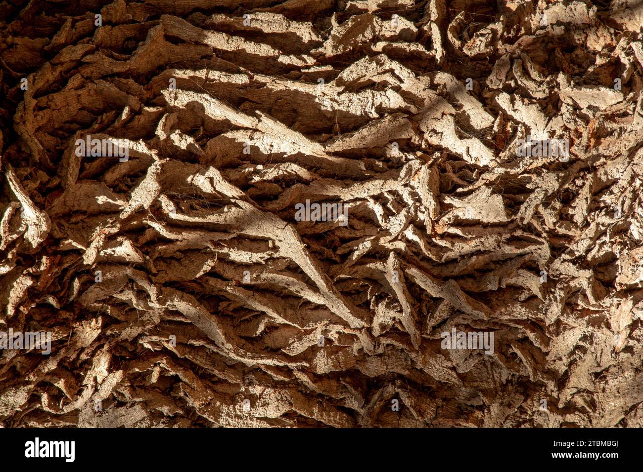 Ancient Oak tree (Quercus) trunk. Tree bark close up. Detail Stock ...