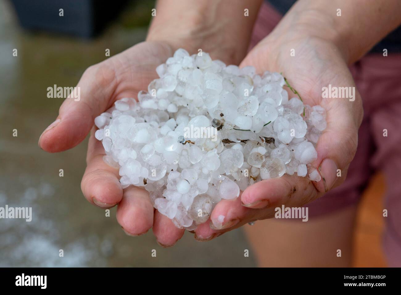 Woman hands holding hail stones in the garden after storm in the summer ...
