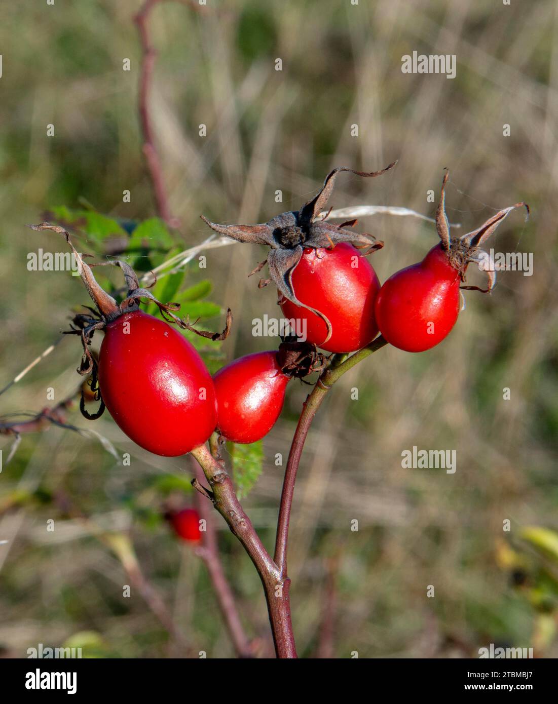 Rosa canina autumn hi-res stock photography and images - Alamy