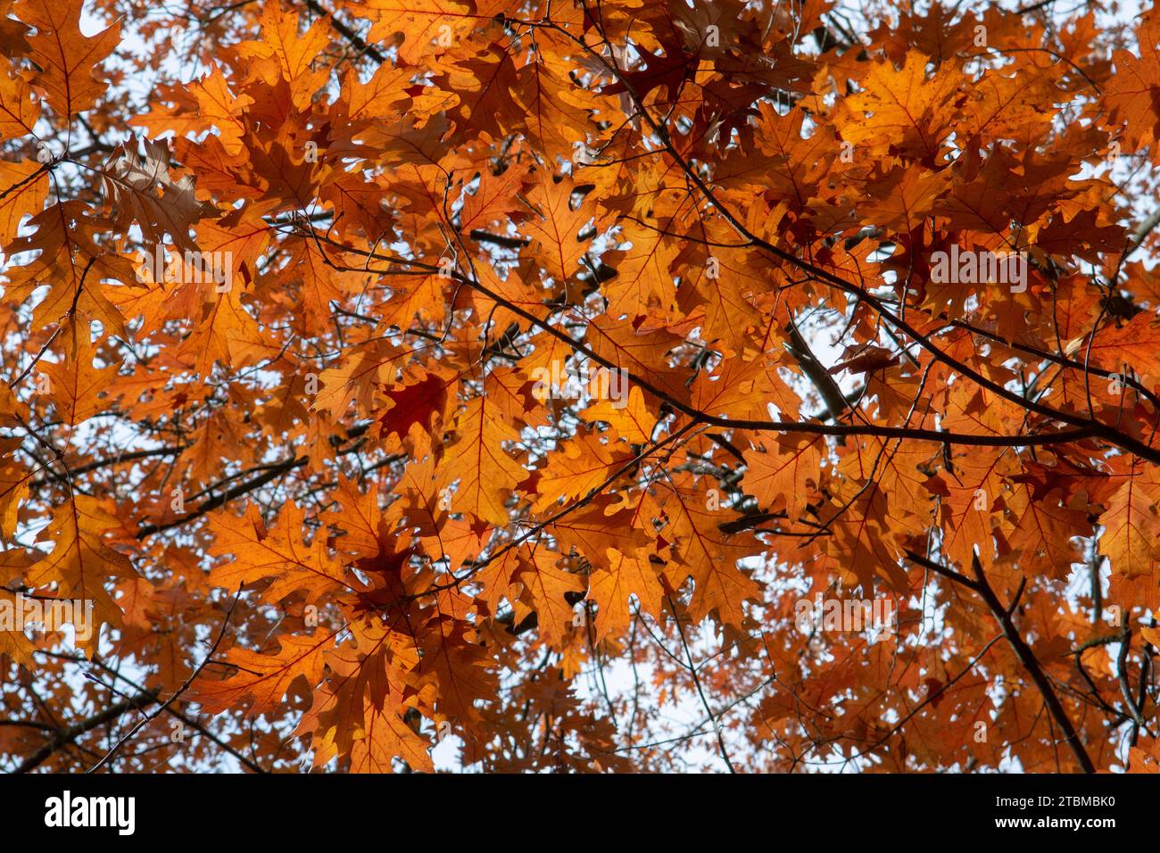 Red leaves of Northern red oak (Quercus rubra) in the autumn. Red oak ...