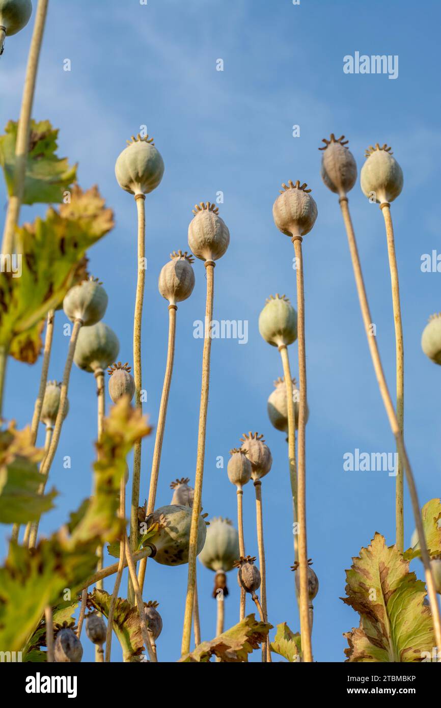 Poppy seed heads in the summer. The plant is also known as Breadseed or ...