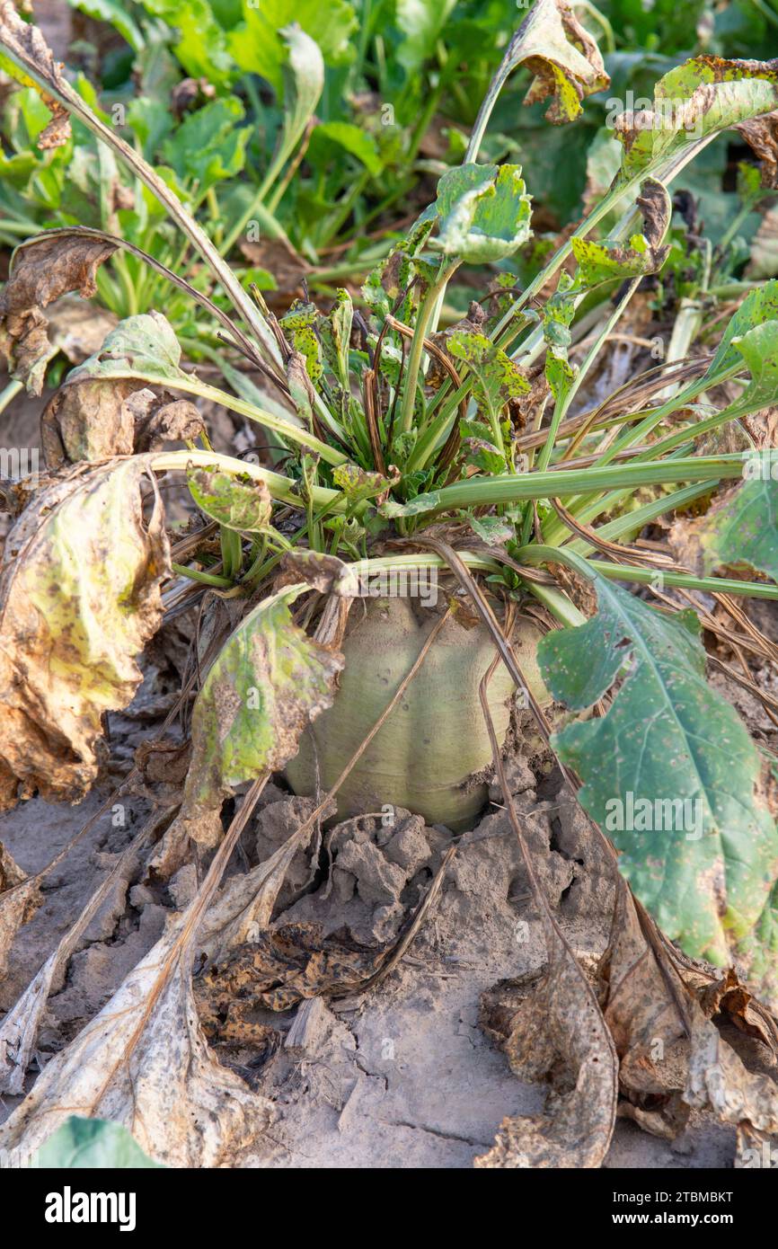 Livestock chard hi-res stock photography and images - Alamy
