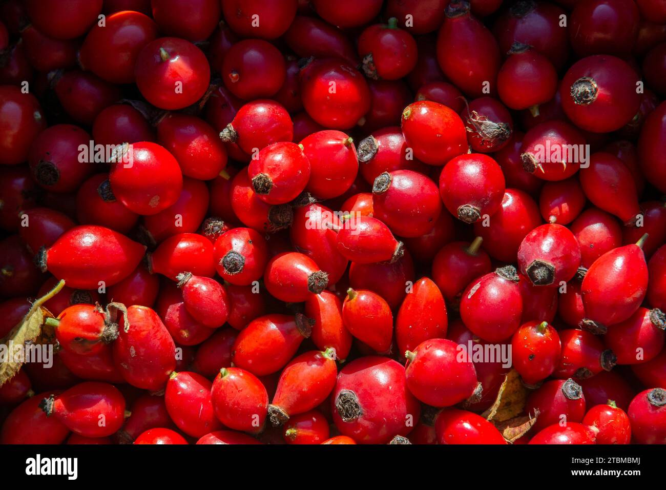 Freshly picked rose hips. Red berries of dog rose (Rosa canina Stock ...