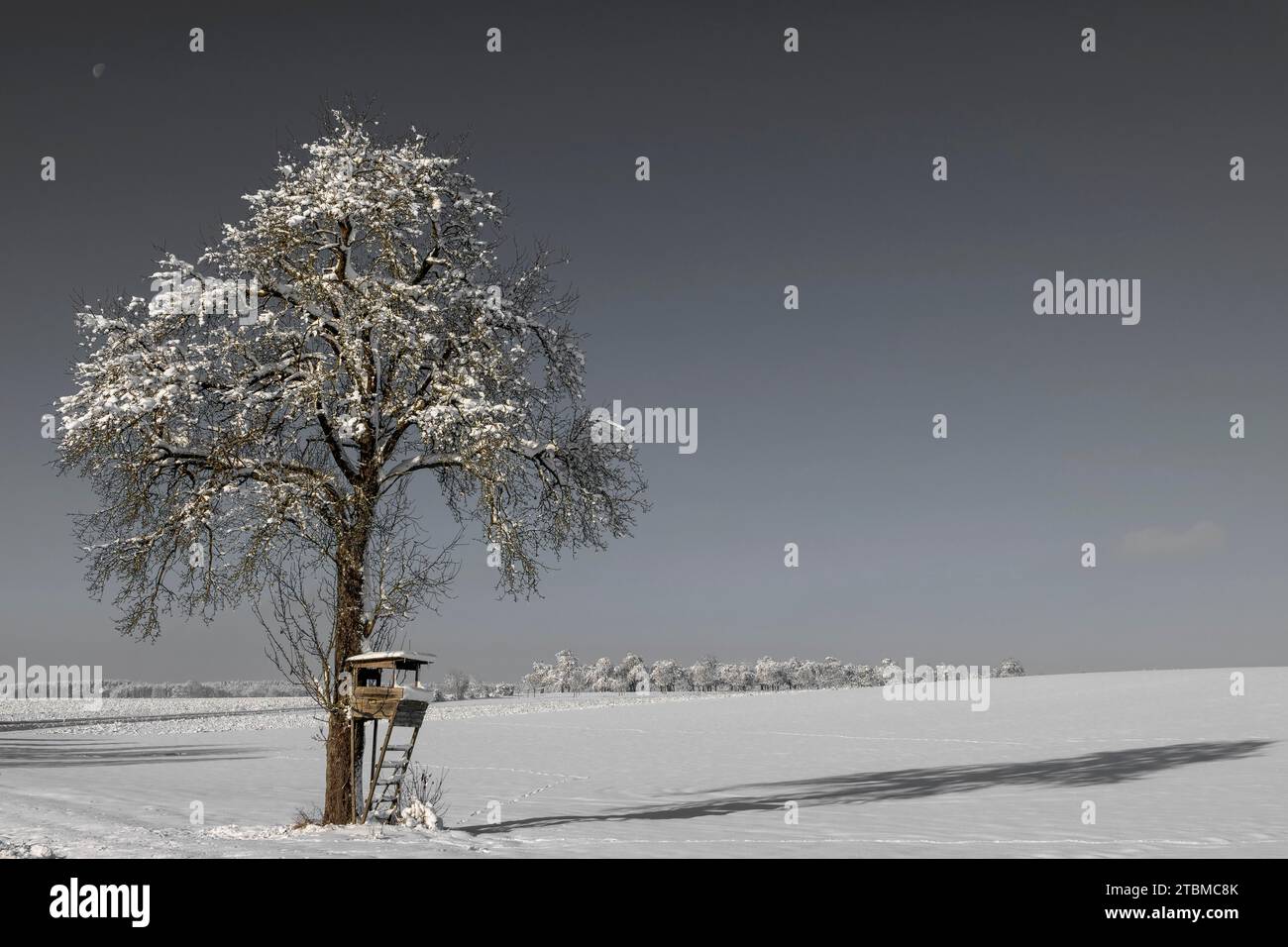 Observation post tree hi-res stock photography and images - Alamy