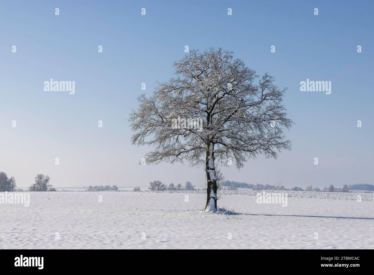 Lone tree with branches under snow in a field under snow, with blue sky ...