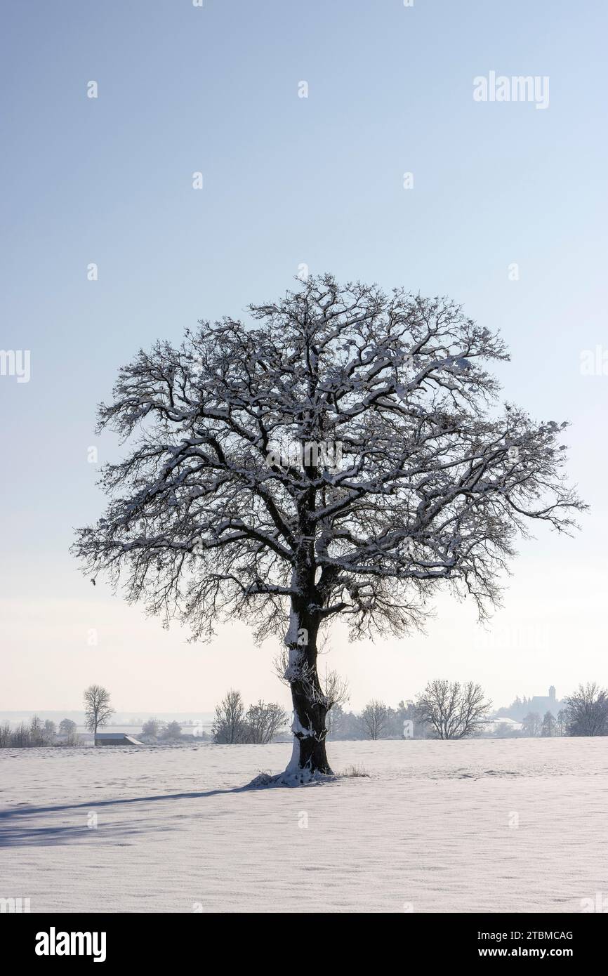 Lone tree with branches under snow in a field under snow, with blue sky ...