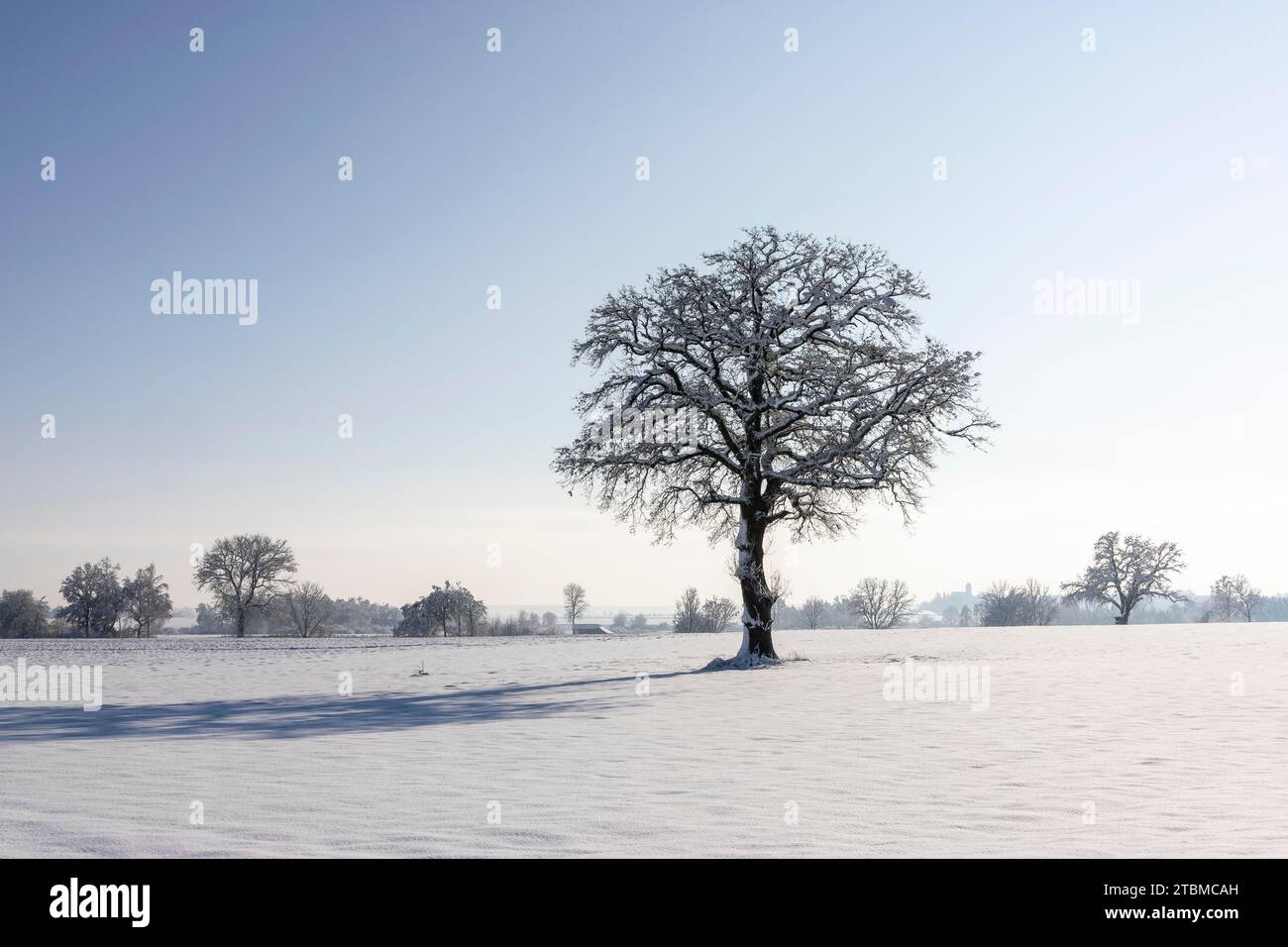 Lone tree with branches under snow in a field under snow, with blue sky ...