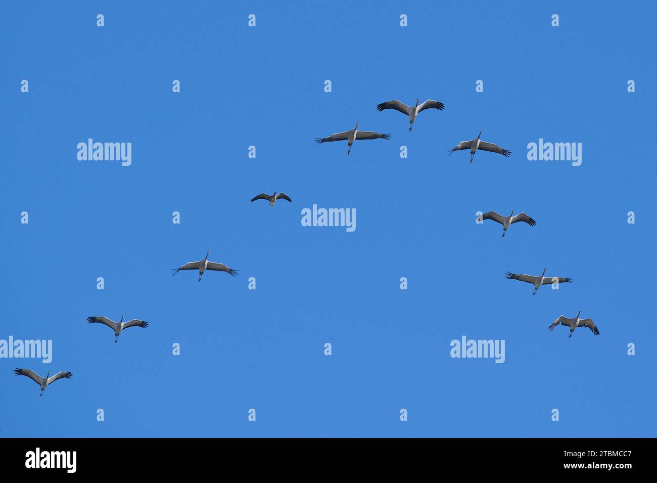 Cranes (Grus grus) flying in formation, typical V-formation, together ...