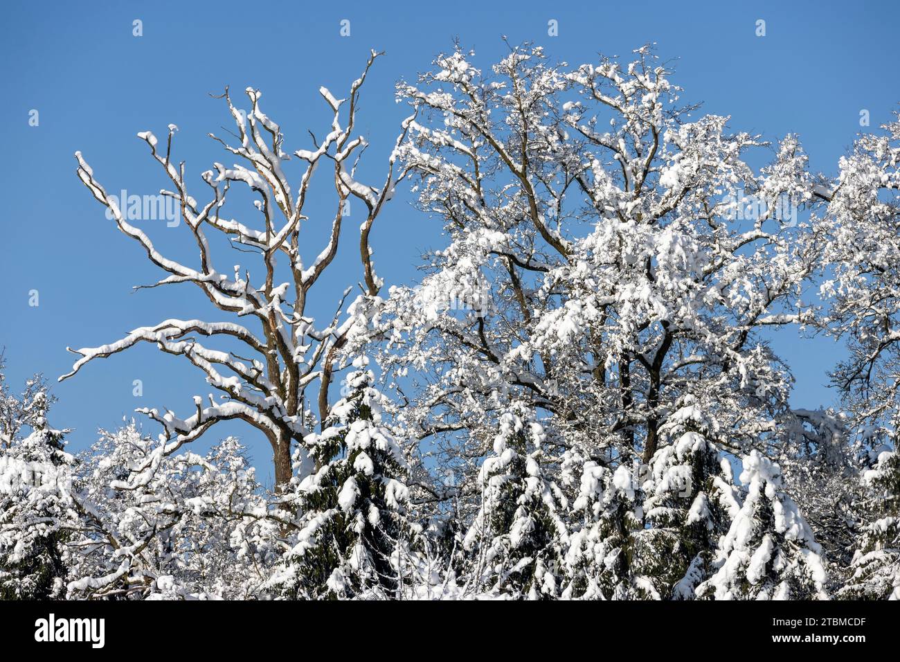 Forest of different trees with branches full of snow and blue sky ...