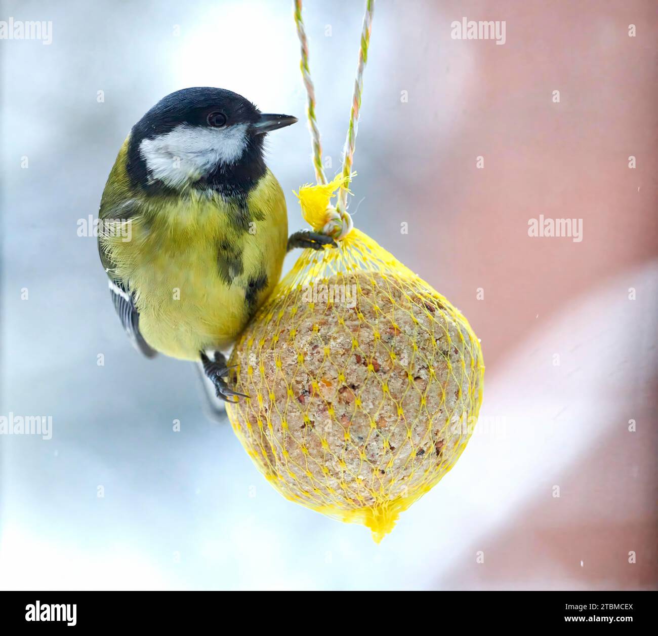 Great tit (Parus major), feeding on a fat ball, bird feeding station ...