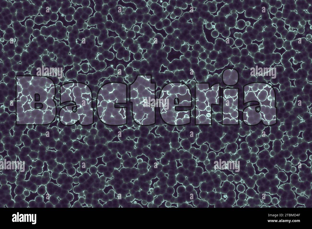 Bacillus bacteria hi-res stock photography and images - Alamy