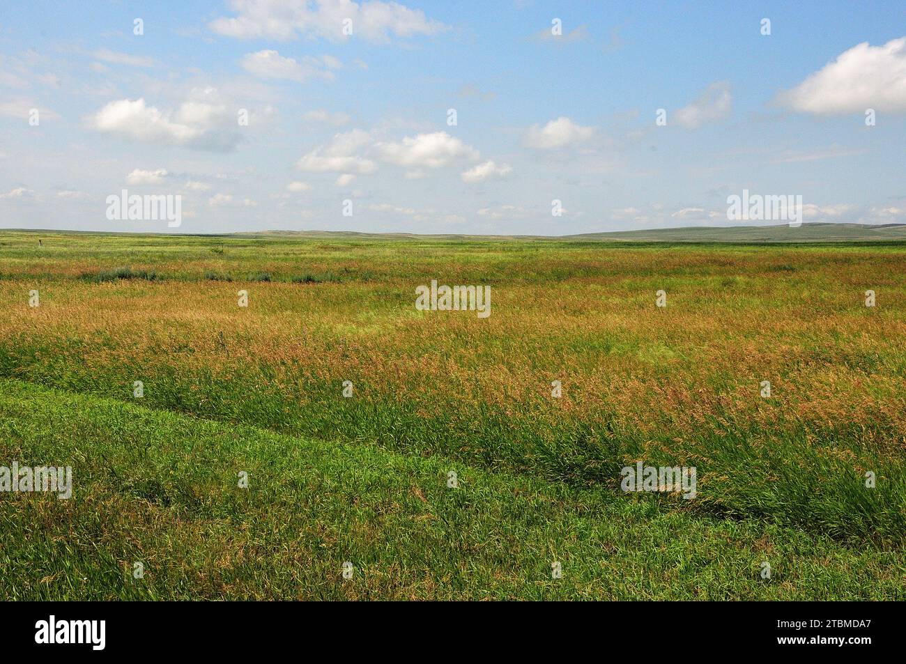 Endless flat steppe with flowering tall grass under the clouds on a ...