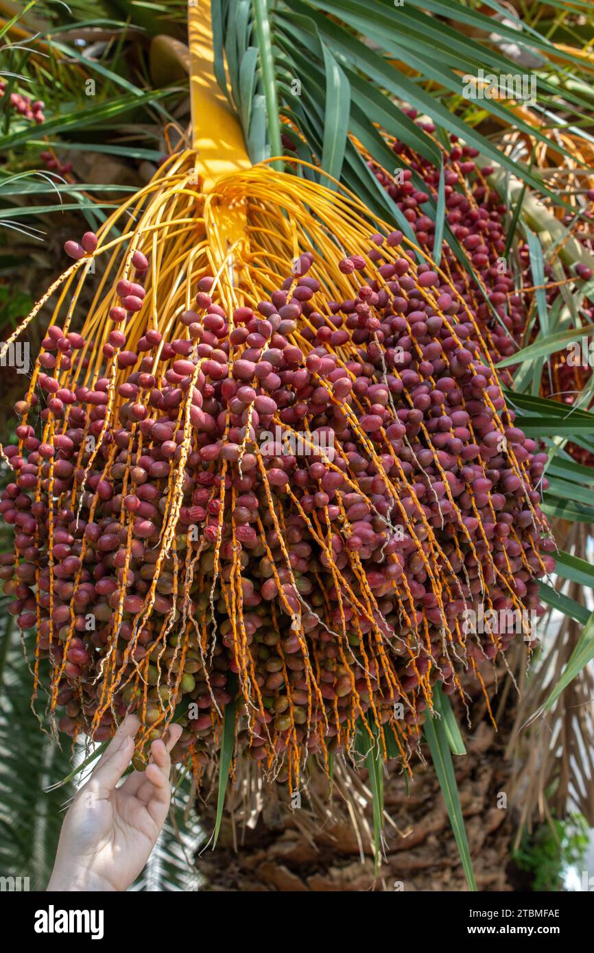 Ripe fruits hang on palm tree. Tropical fruits Stock Photo - Alamy