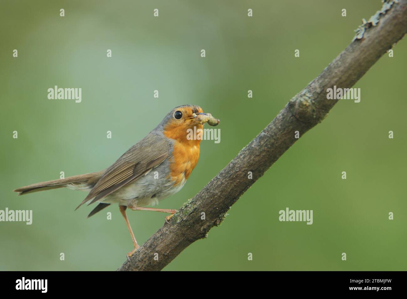 European robin (Erithacus rubecula) with food, castle park, Biebrich ...