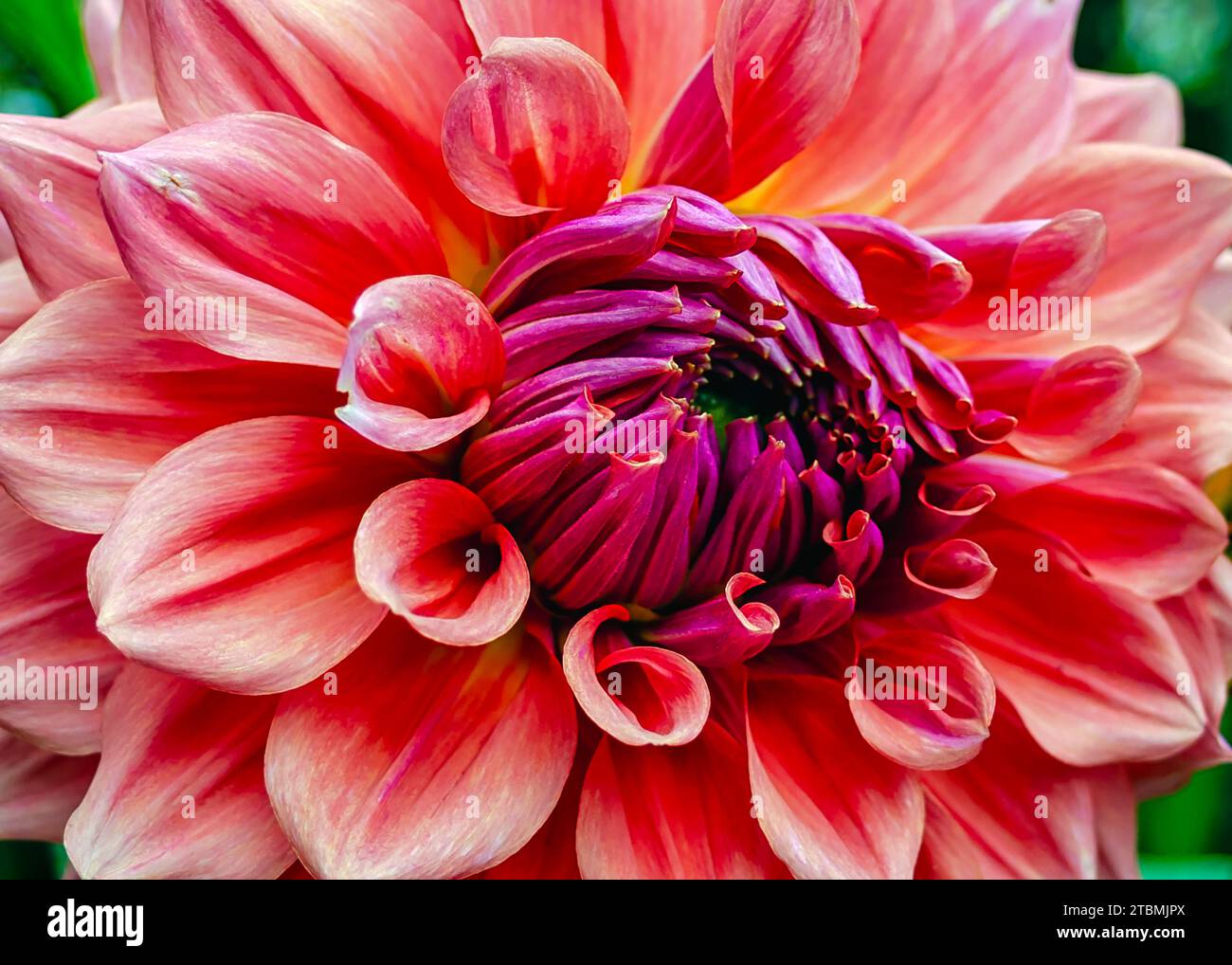 A close up of a pink Dahlia / Dalia flower Stock Photo - Alamy