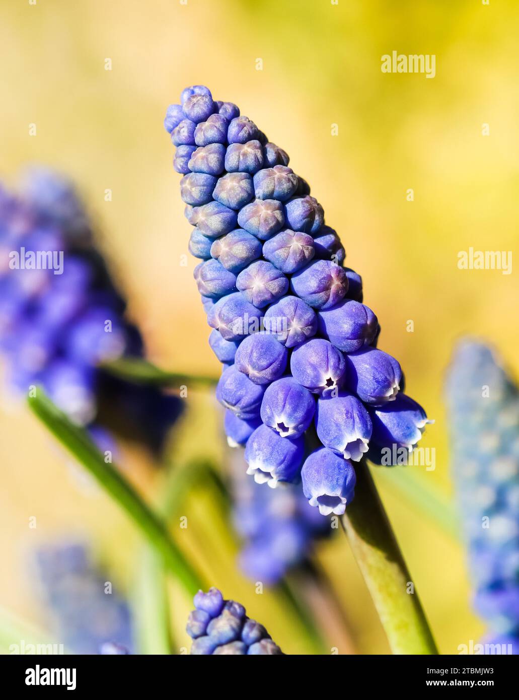 Blue buds flowers (Muscari armeniacum) or Grape Hyacinth. Viper bow ...