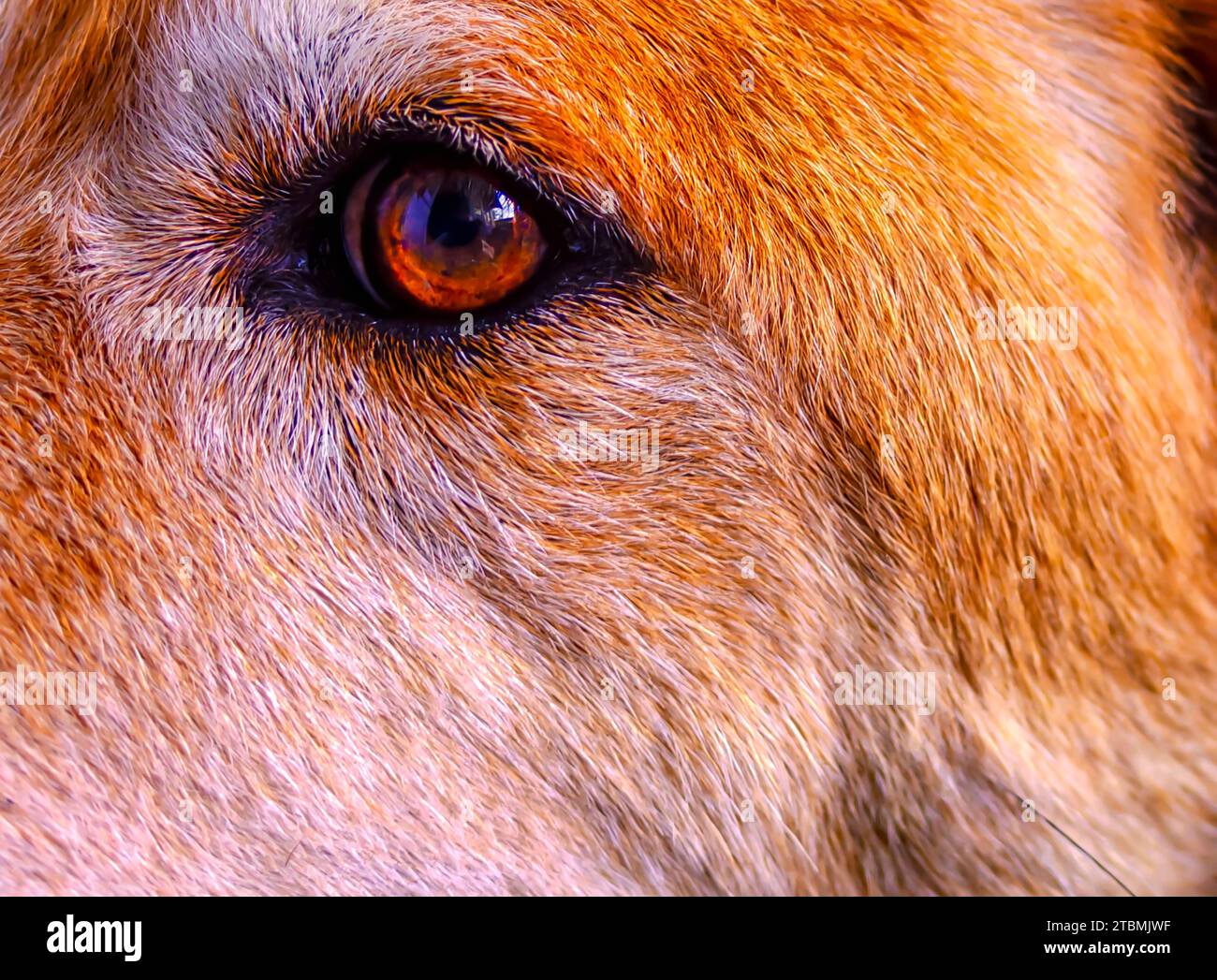 Seeing eye dog hi-res stock photography and images - Alamy