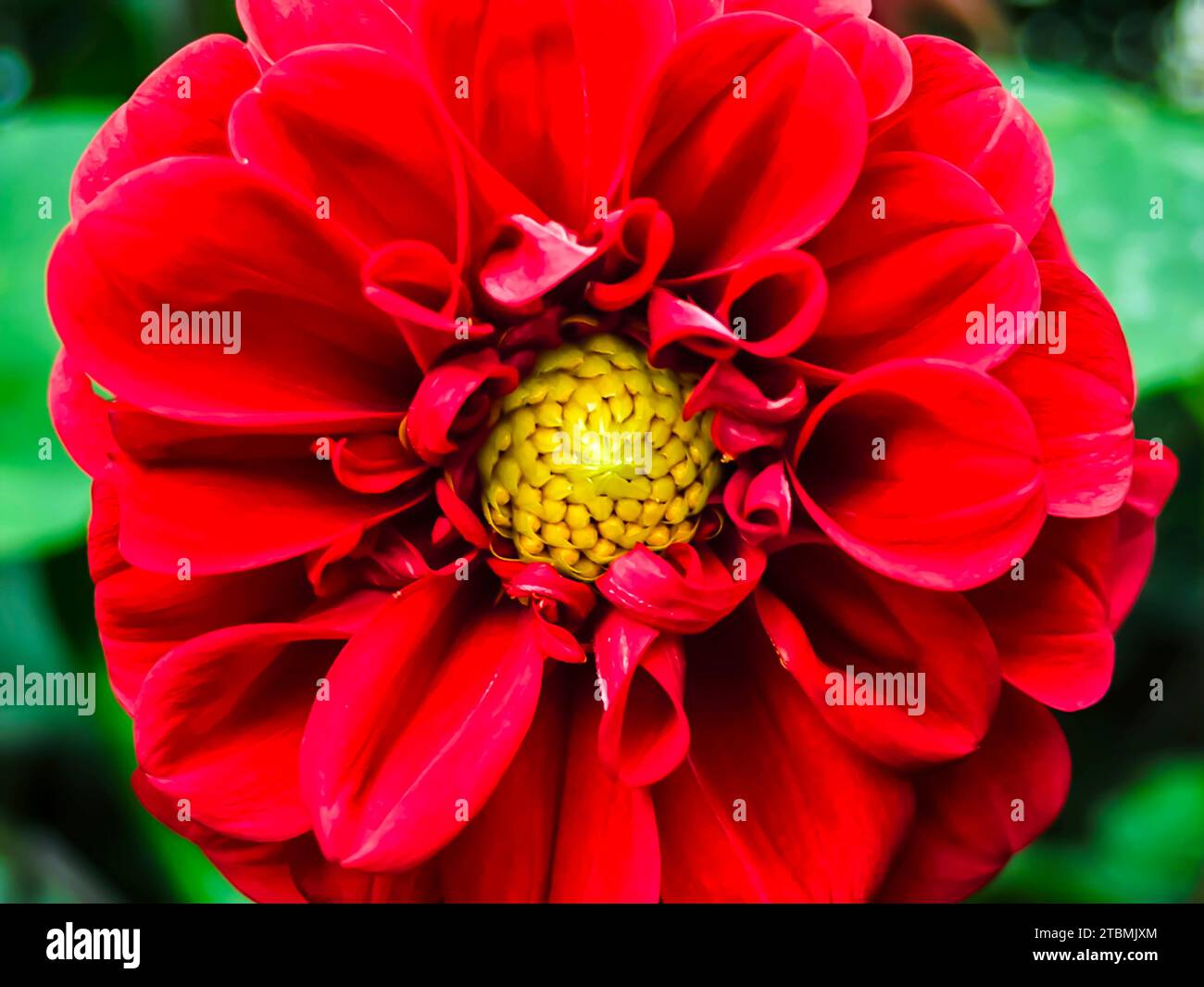 A close up of a red Dahlia / Dalia flower Stock Photo - Alamy