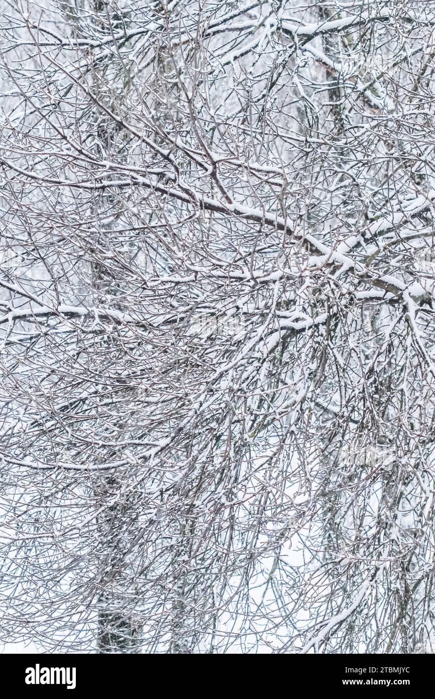 Snowing landscape, winter holiday concept, Fairytale fluffy snow ...