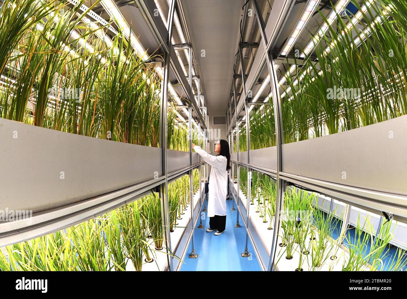 **CHINESE MAINLAND, HONG KONG, MACAU AND TAIWAN OUT** Researchers check ...