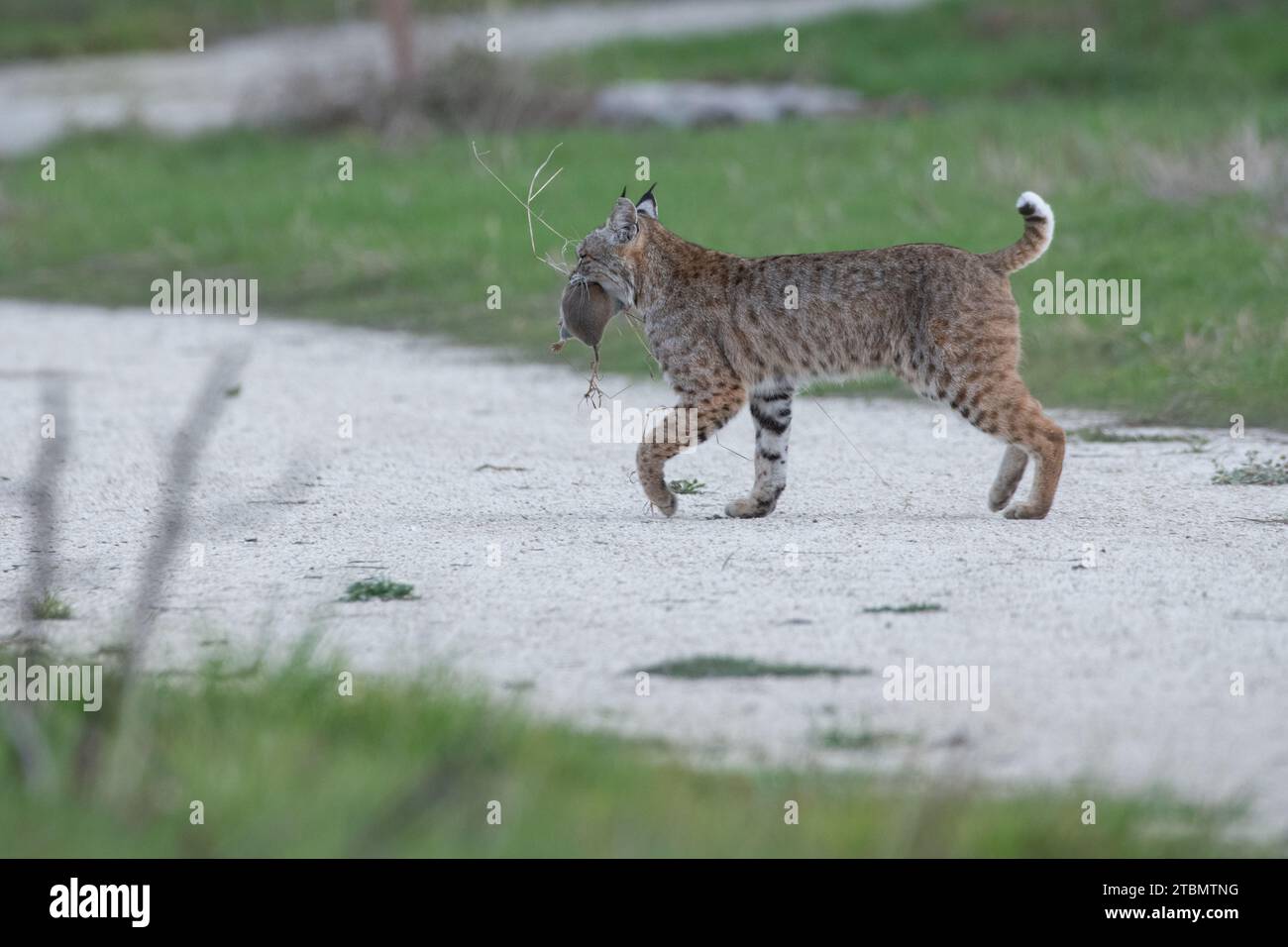 Hunting lynx rufus monterey bay hi-res stock photography and images - Alamy