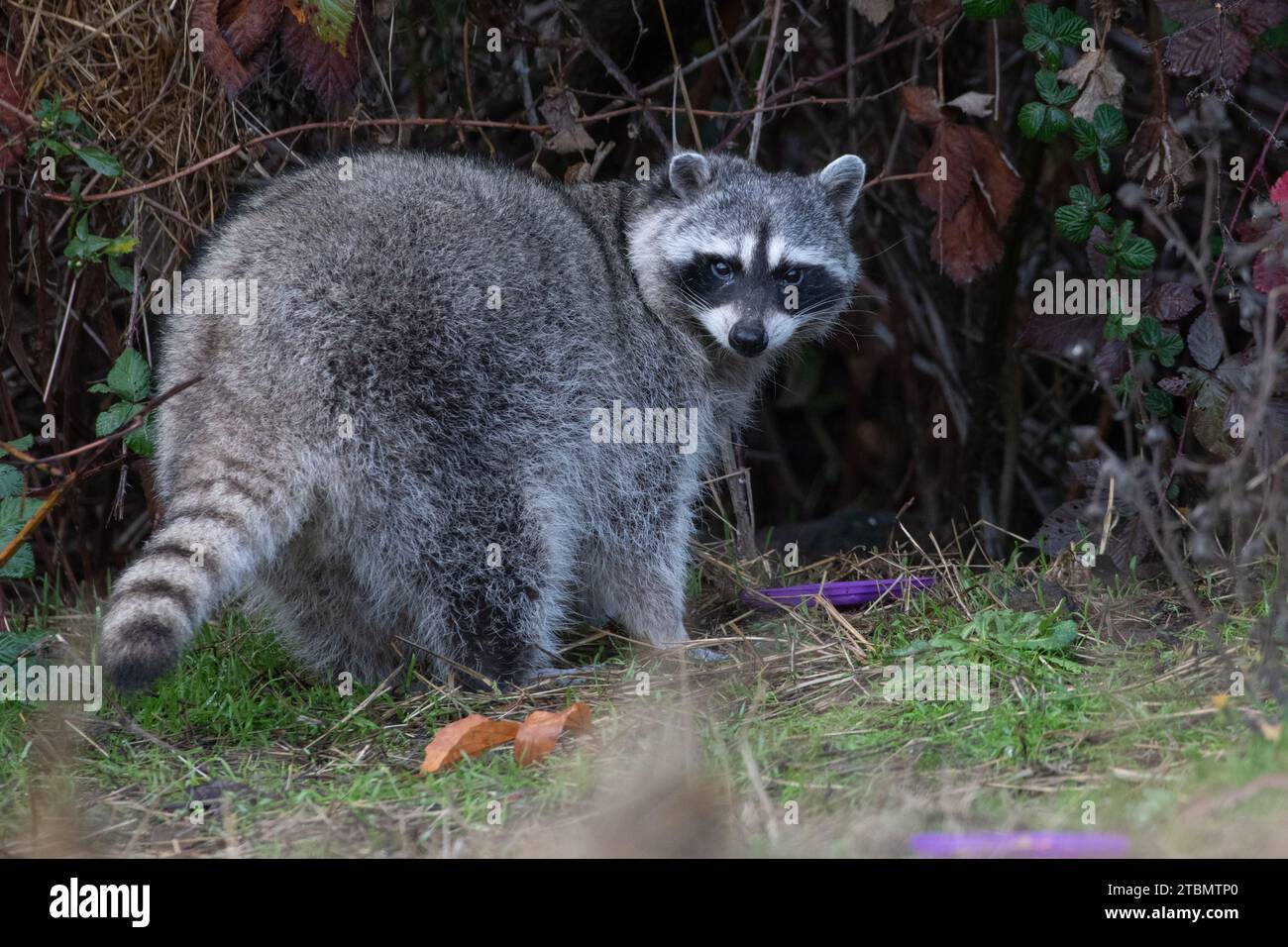 A large urban raccoon (Procyon lotor) from the San Francisco Bay area ...