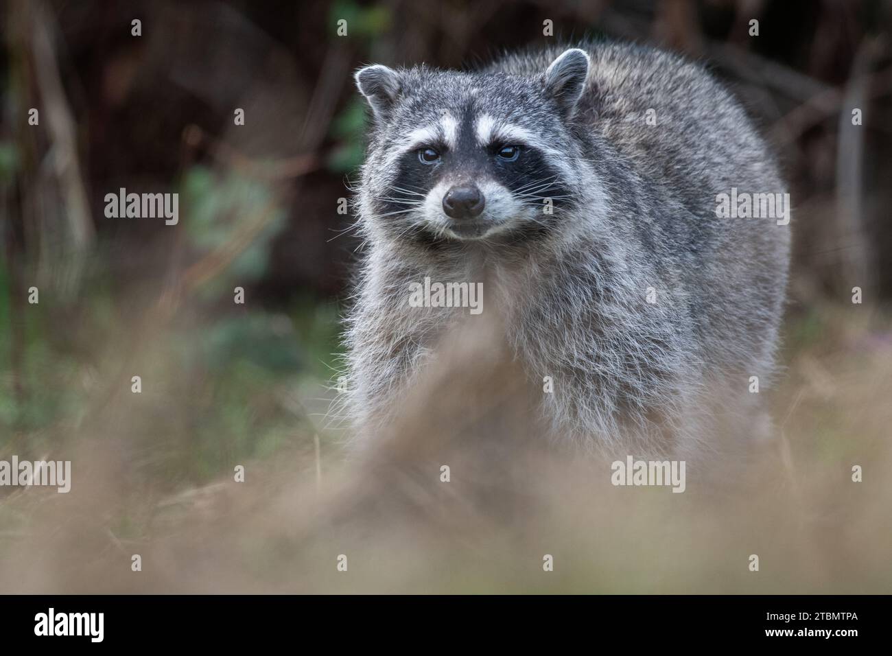 A large urban raccoon (Procyon lotor) from the San Francisco Bay area ...