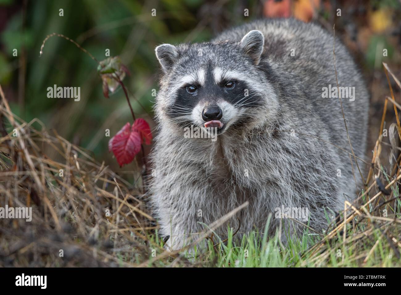 A large urban raccoon (Procyon lotor) from the San Francisco Bay area ...