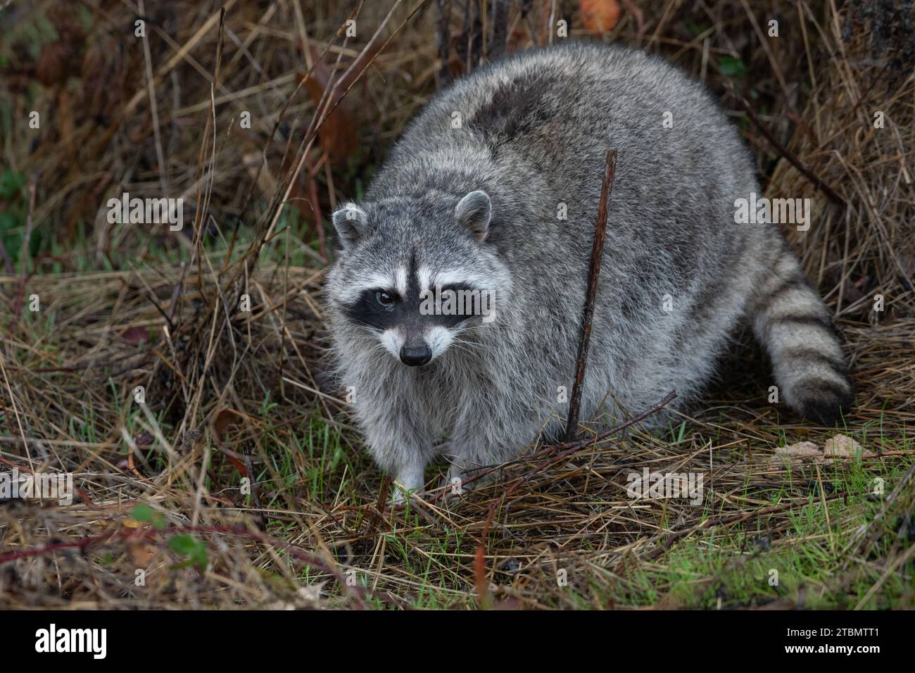 A large urban raccoon (Procyon lotor) from the San Francisco Bay area ...