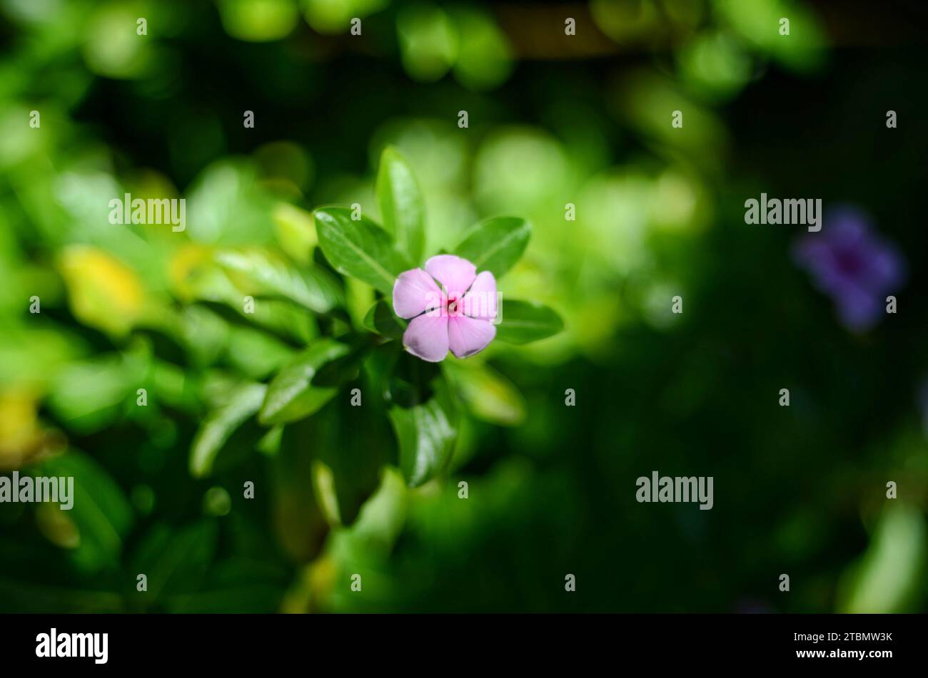 Common Pink Flower Stock Photo - Alamy